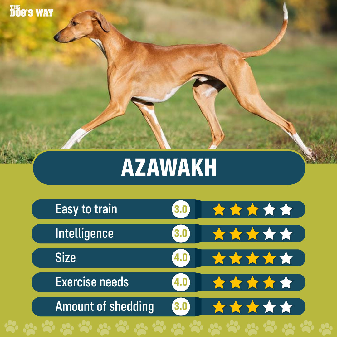 Are Azawakhs Intelligent Dogs