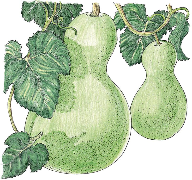 Upo Vegetable Drawing