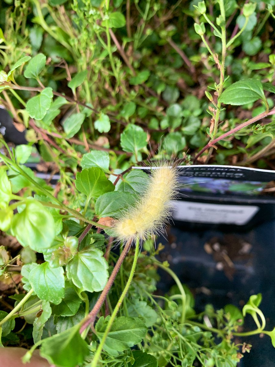 adelle k.🫀🪡 @ FanExpo Boston A1003@klimtsonianの漫画作品一覧(古い順)