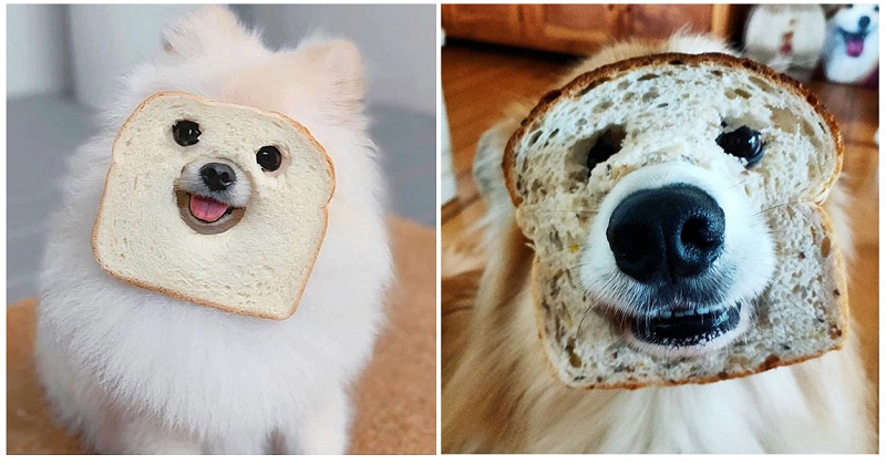 Dog Bread Face