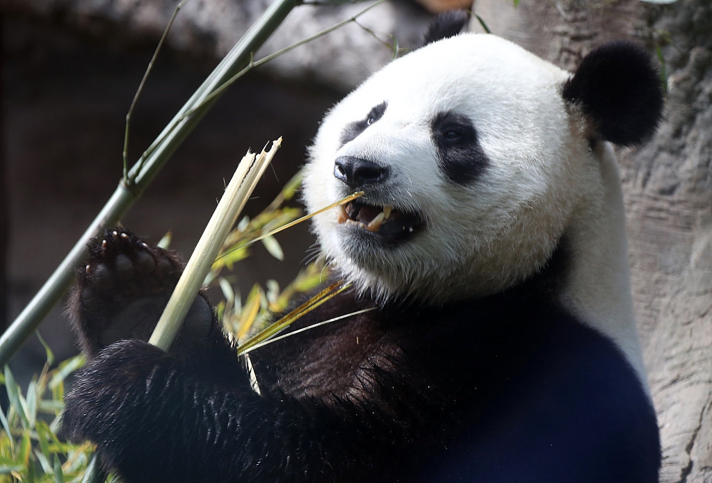 Giant panda becomes the most beloved star in Moscow Zoo after it ...