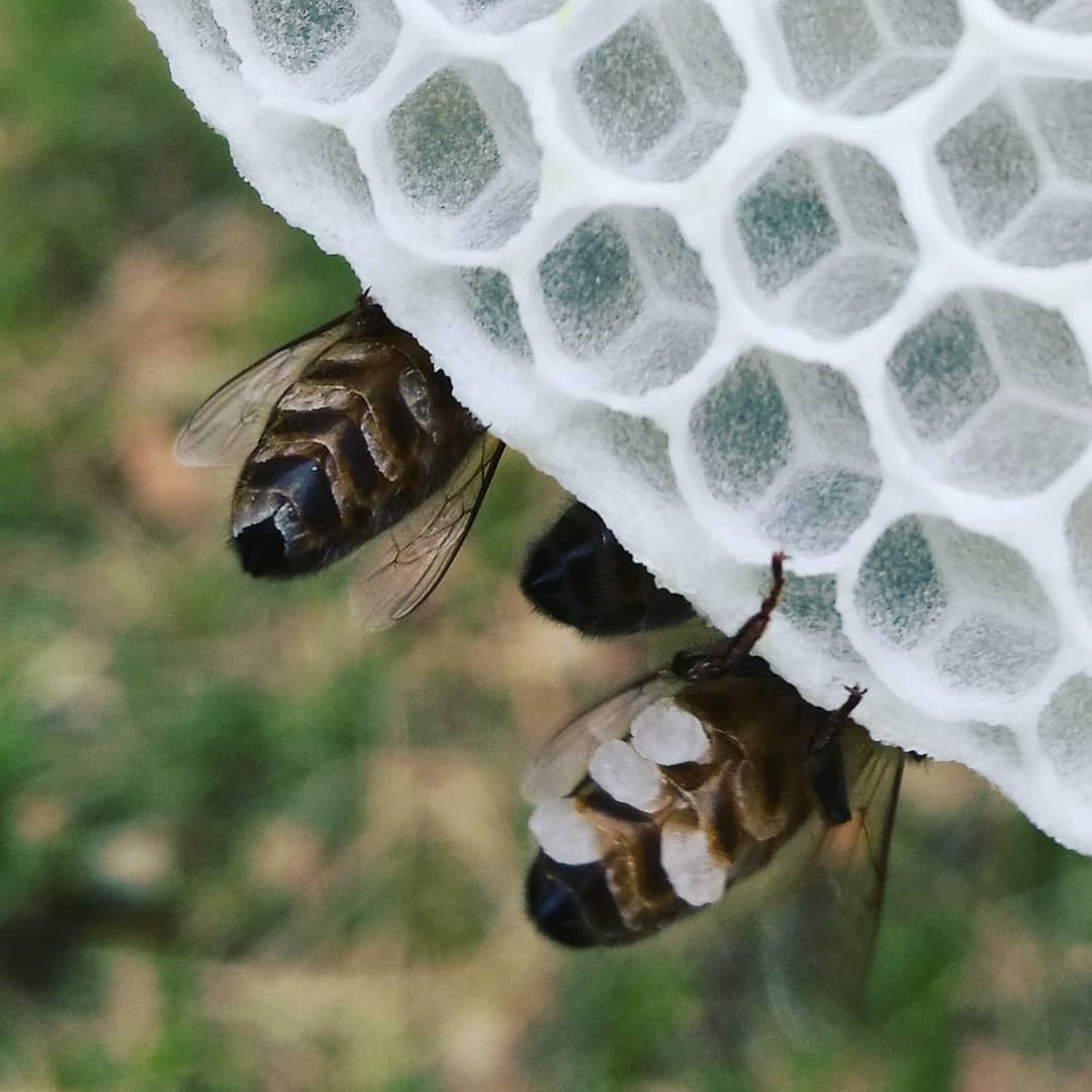 Larva (?) stuck to bee abdomen - any ideas? : r/Beekeeping