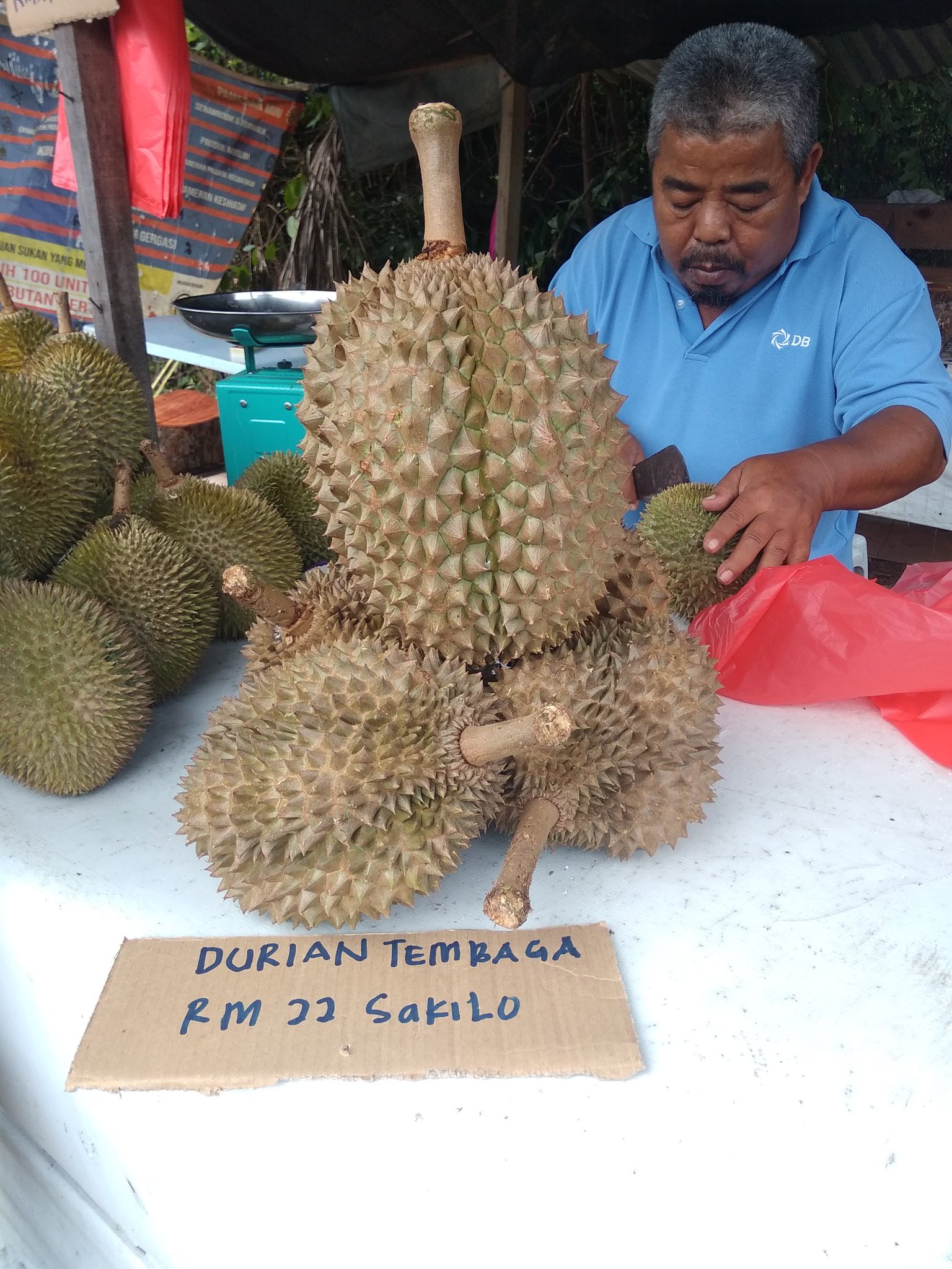 Durian Tembaga