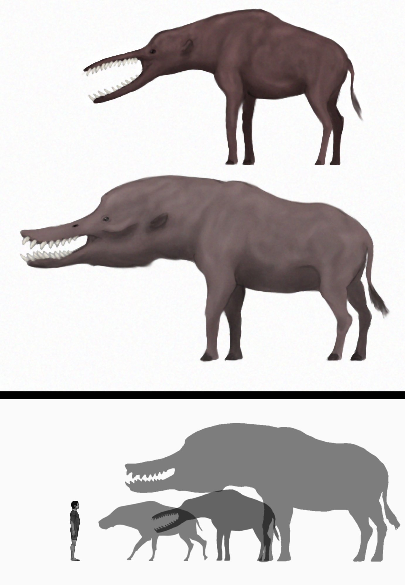 Entelodont Size