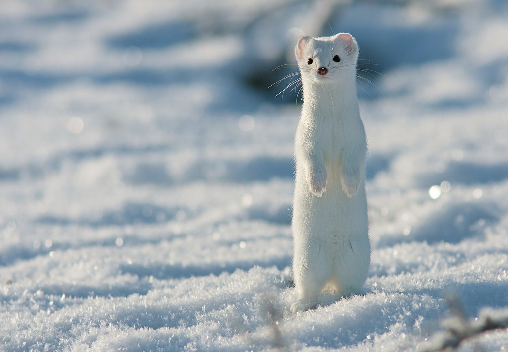 Ermine In The Tundra