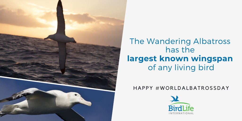 Albatross Bird Wingspan