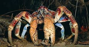 Biggest Crab In The World Ever Caught