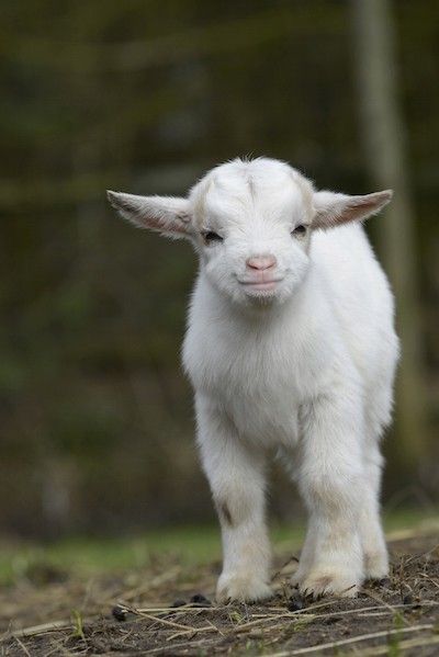 Cute Goats Smiling