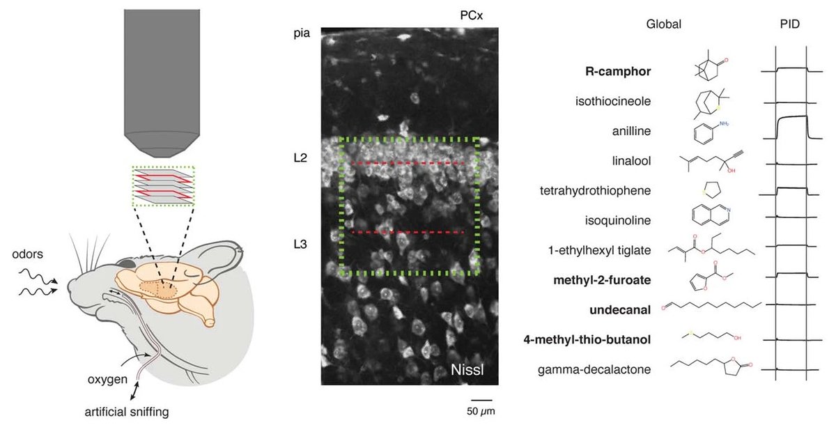 Piriform Cortex Mouse