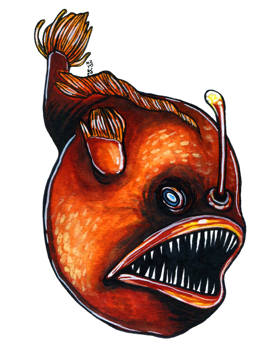 Humpback Anglerfish Drawing