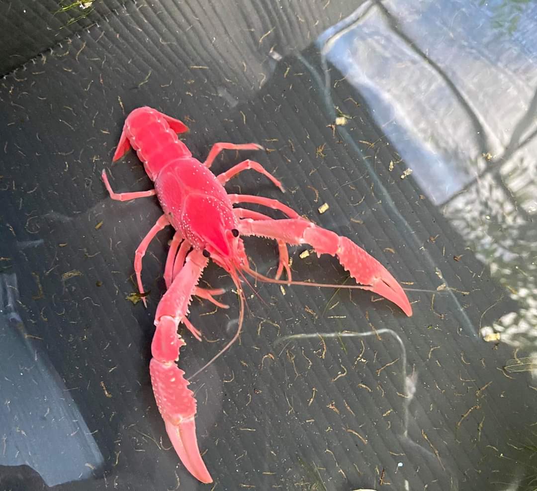 Pink Crayfish