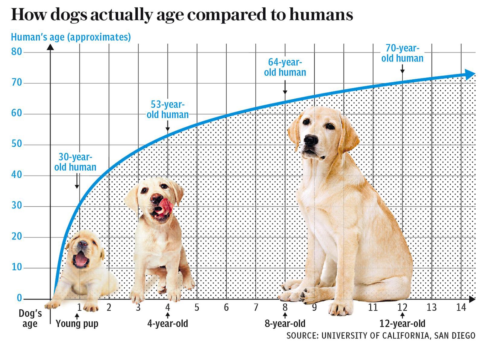 A 4 Year Old Dog In Dog Years