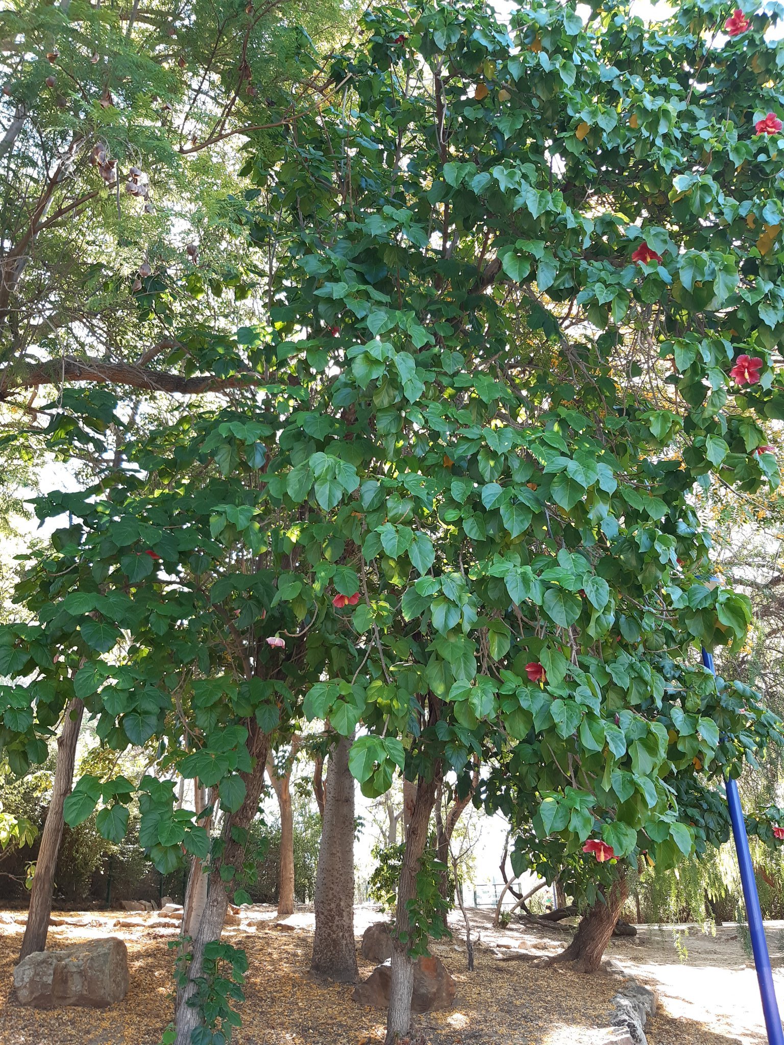 Arbol De Maga De Puerto Rico Bandera De Hibiscus De Puerto Rico,