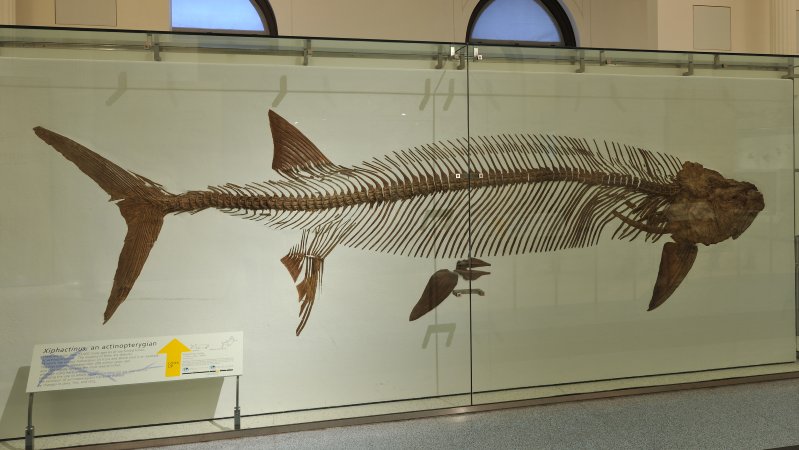 Xiphactinus Prehistoric Earth A Natural History Wiki