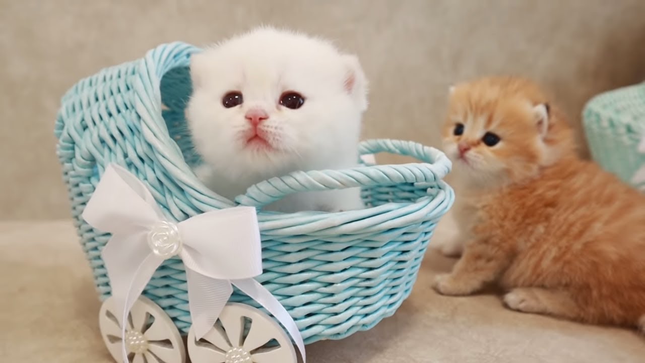 Small Cute Cats