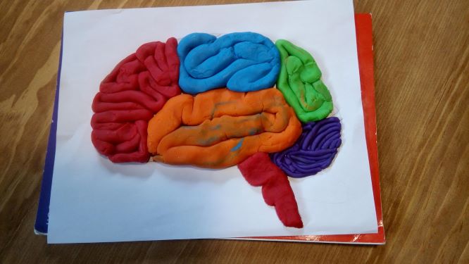 How To Make A Brain Model