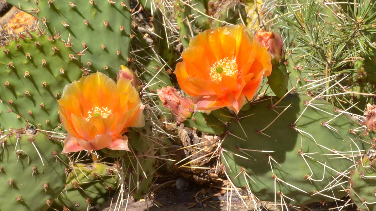 Orange Prickly Pear Cactus Flower