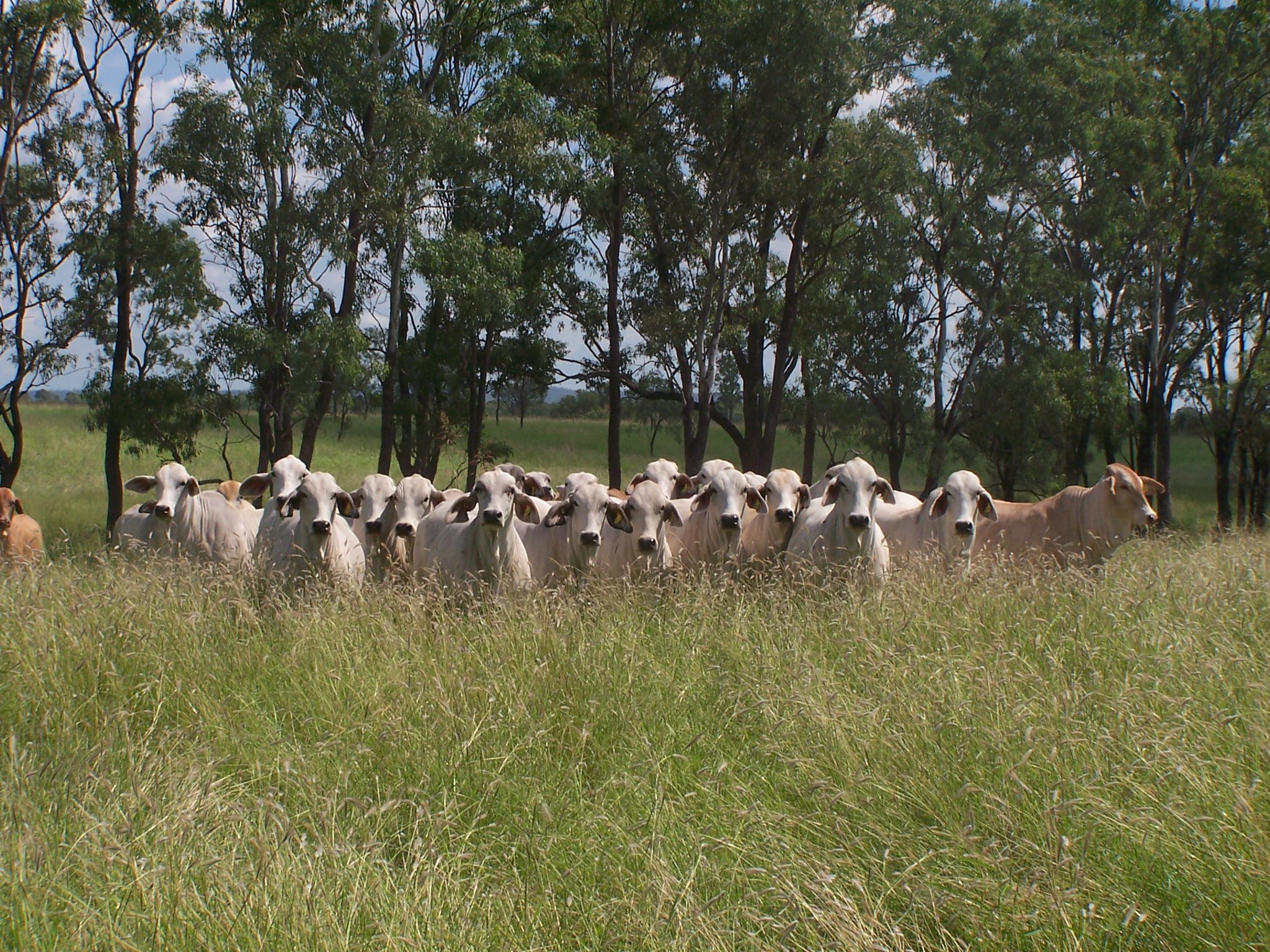 FutureBeef on Twitter: "How much grass do you have at the end of the growing season? 🌱 Adjust ...