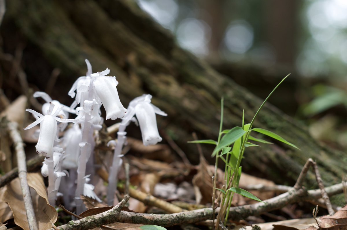 ライデル(@berry_rydell) - Twilog (ツイログ)