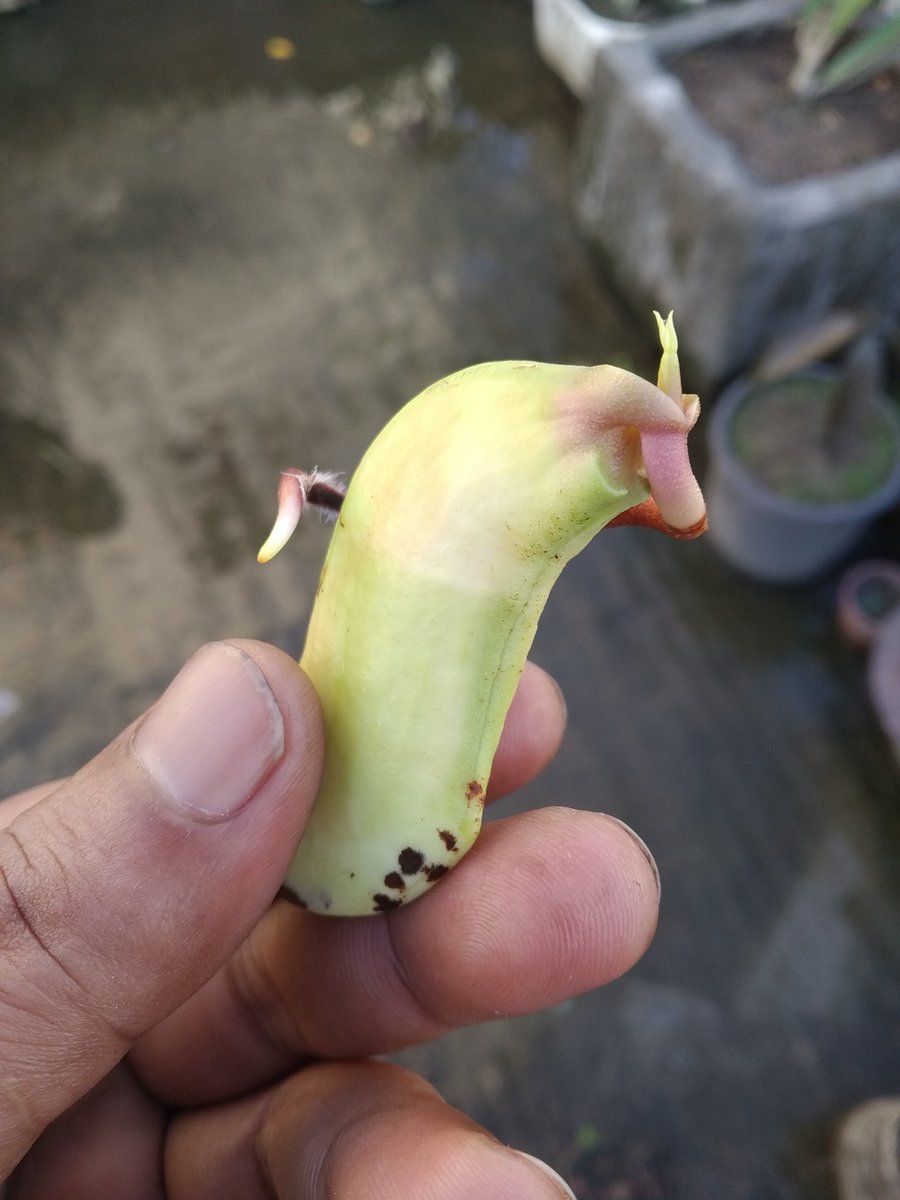 Mohammad Ali Rumon (@mohammad_rumon) | Twitter