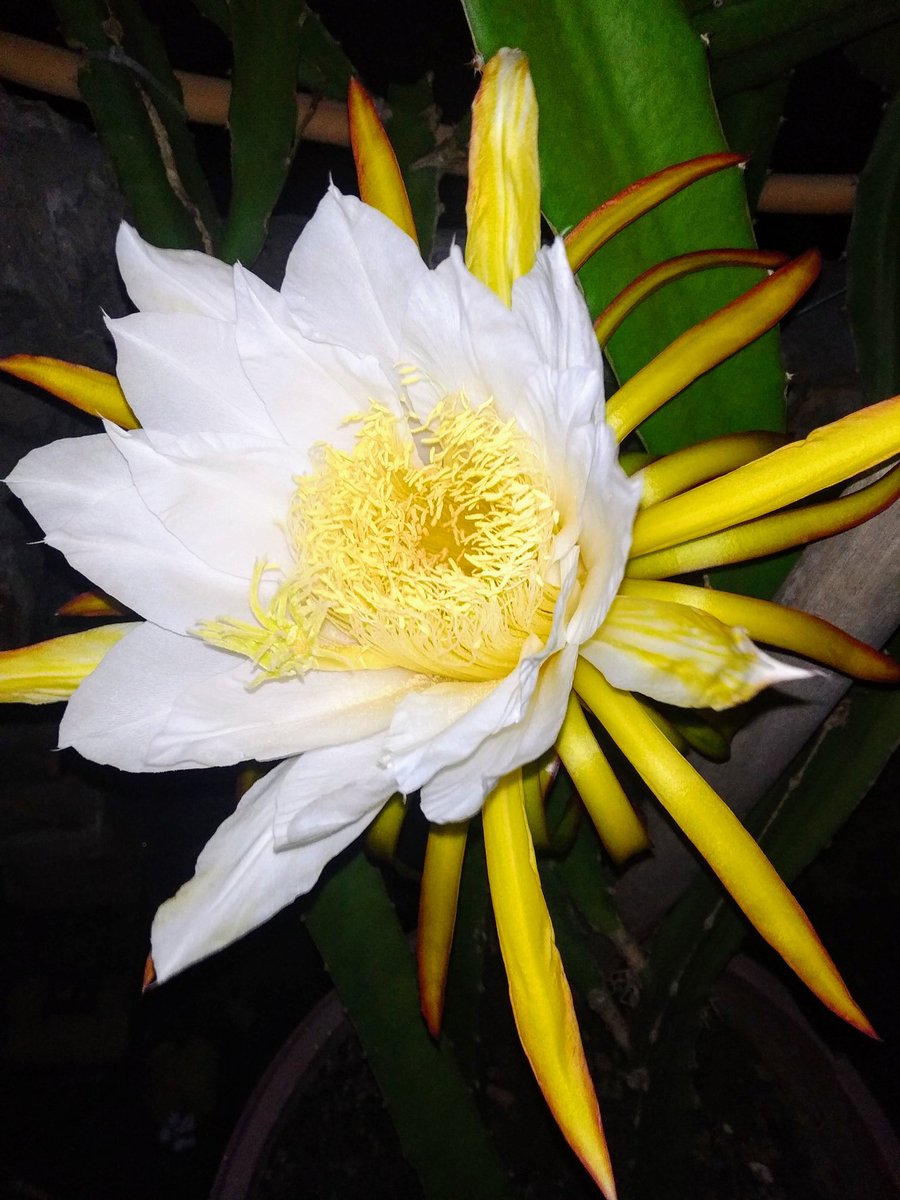 Mohammad Ali Rumon (@mohammad_rumon) | Twitter