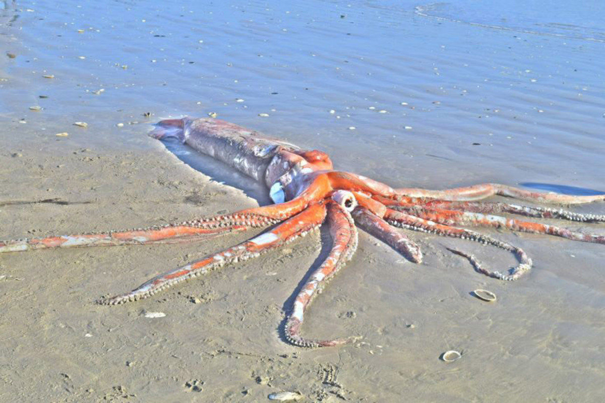 Giant squid washes up on South African beach in rare sighting | New ...