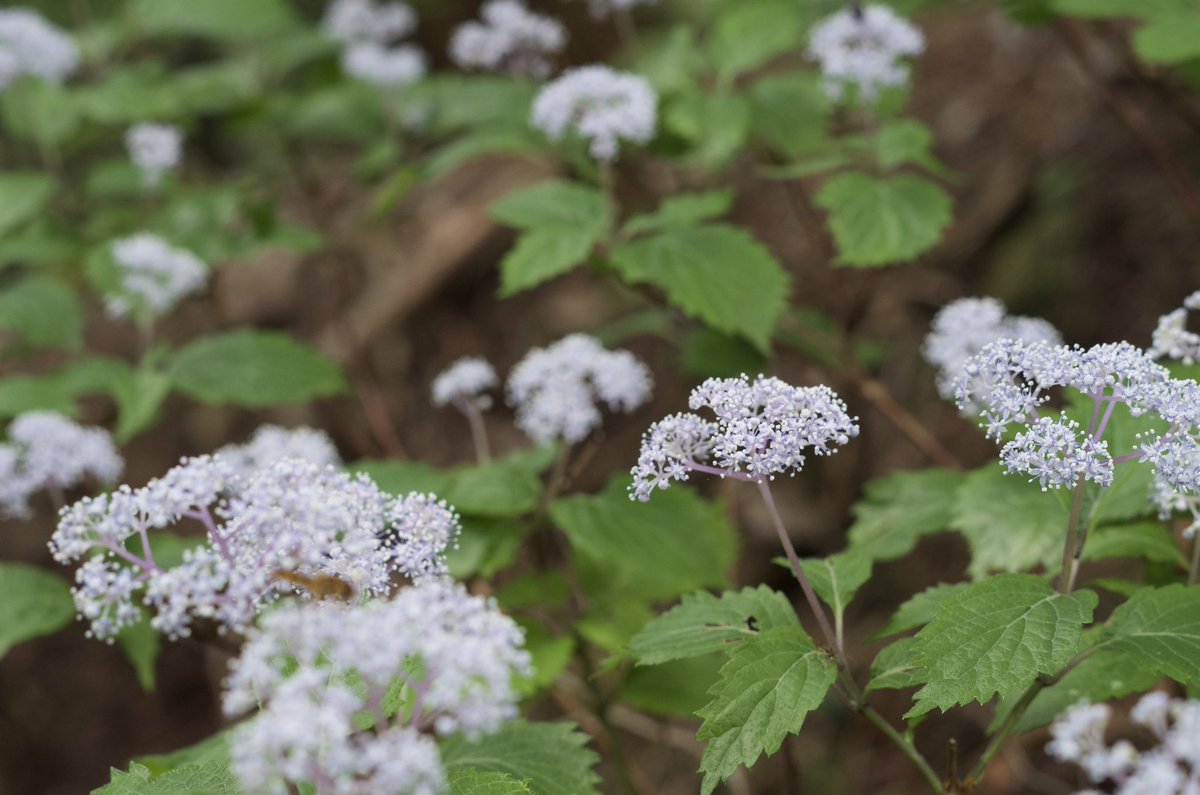 ライデル(@berry_rydell) - Twilog (ツイログ)