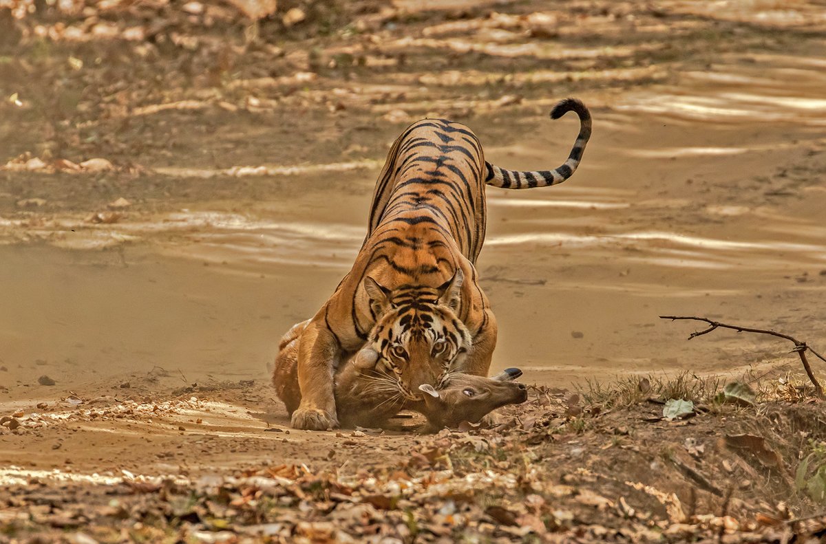 Tiger Attacking Prey