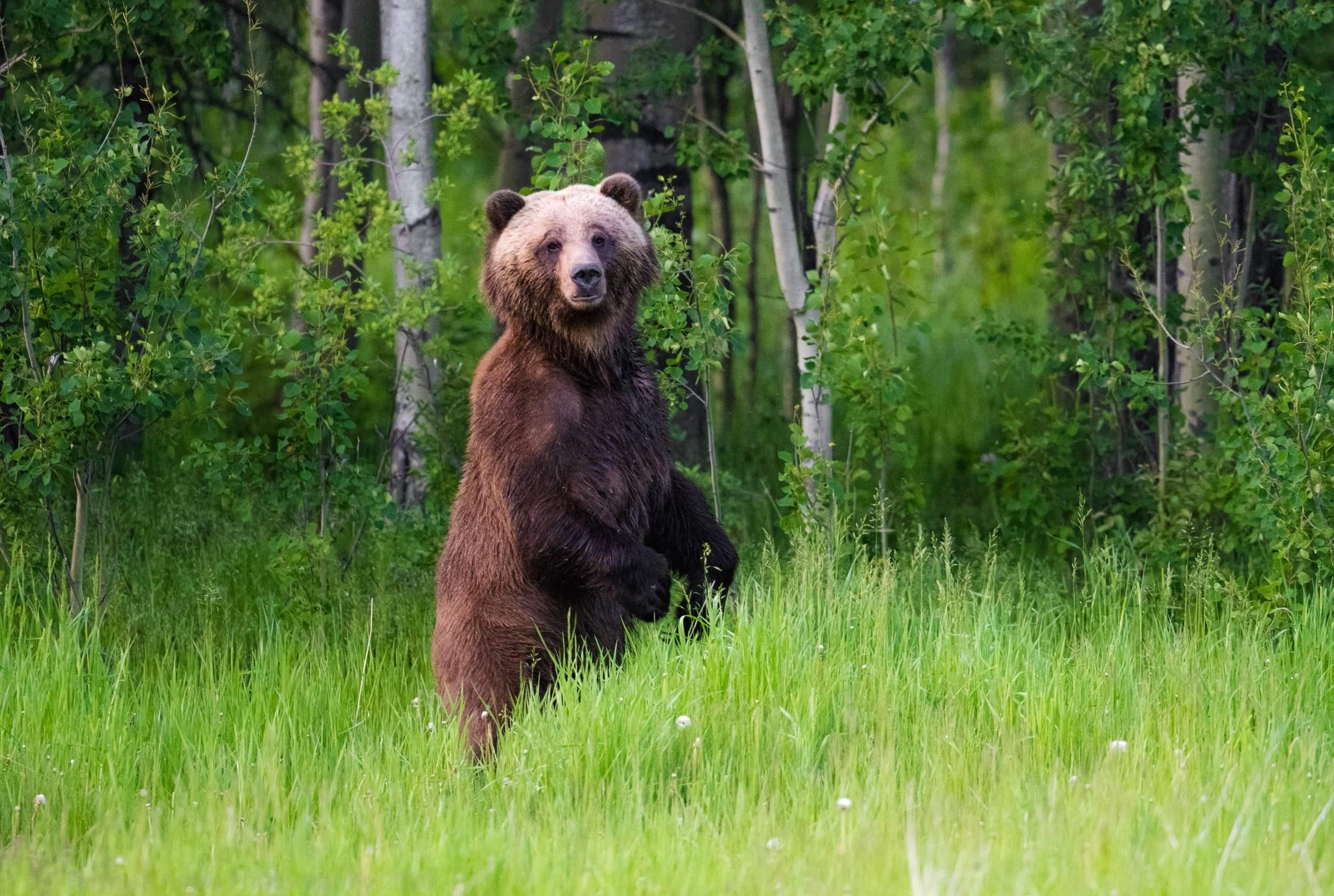 Boreal Forest Bears