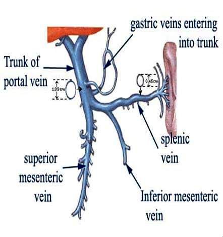 Splenic Vein Anatomy