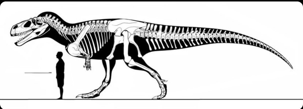 Torvosaurus Skeleton