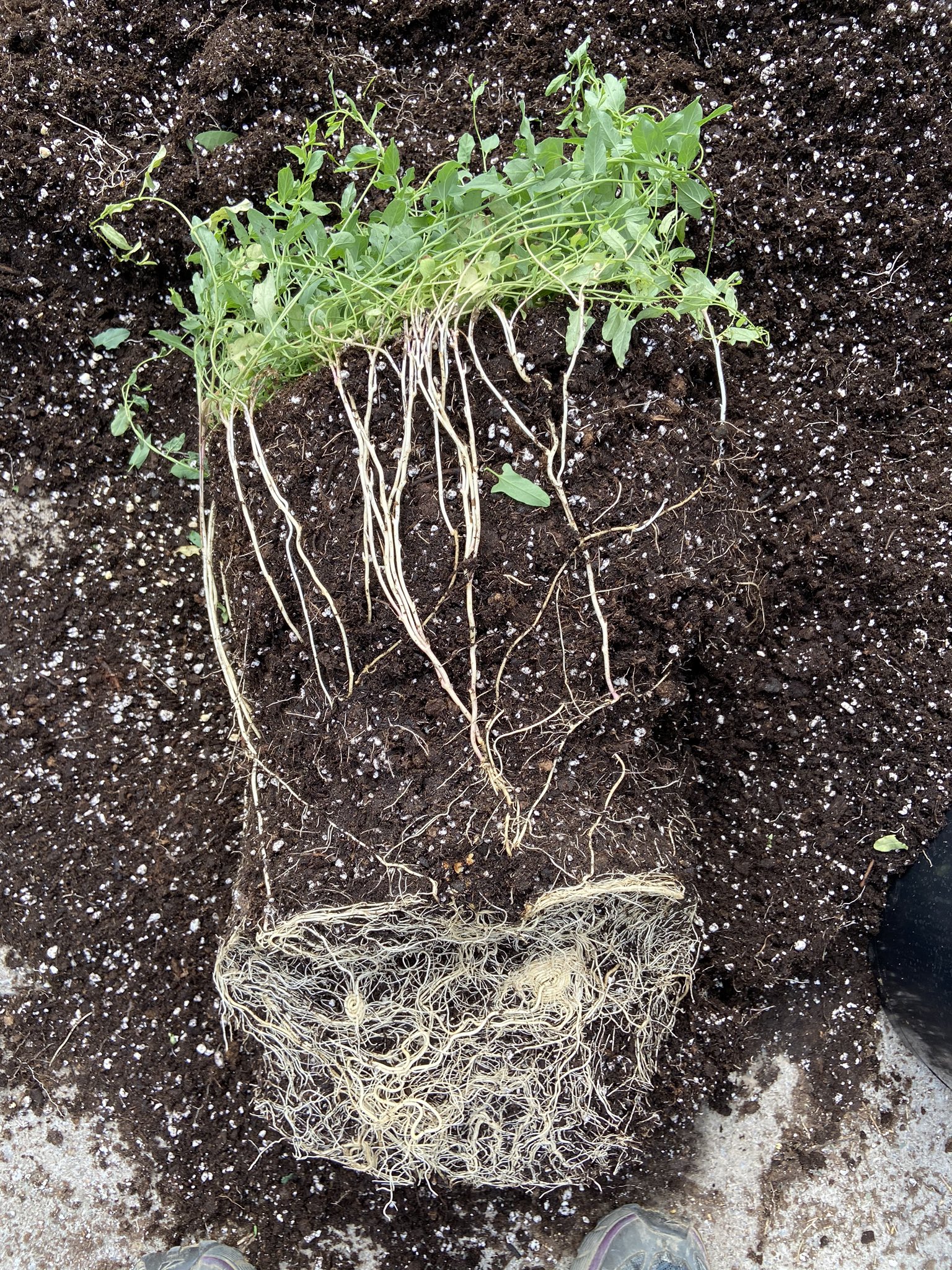 Field Bindweed Roots
