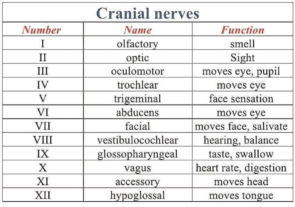 Cranial Nerves And Functions