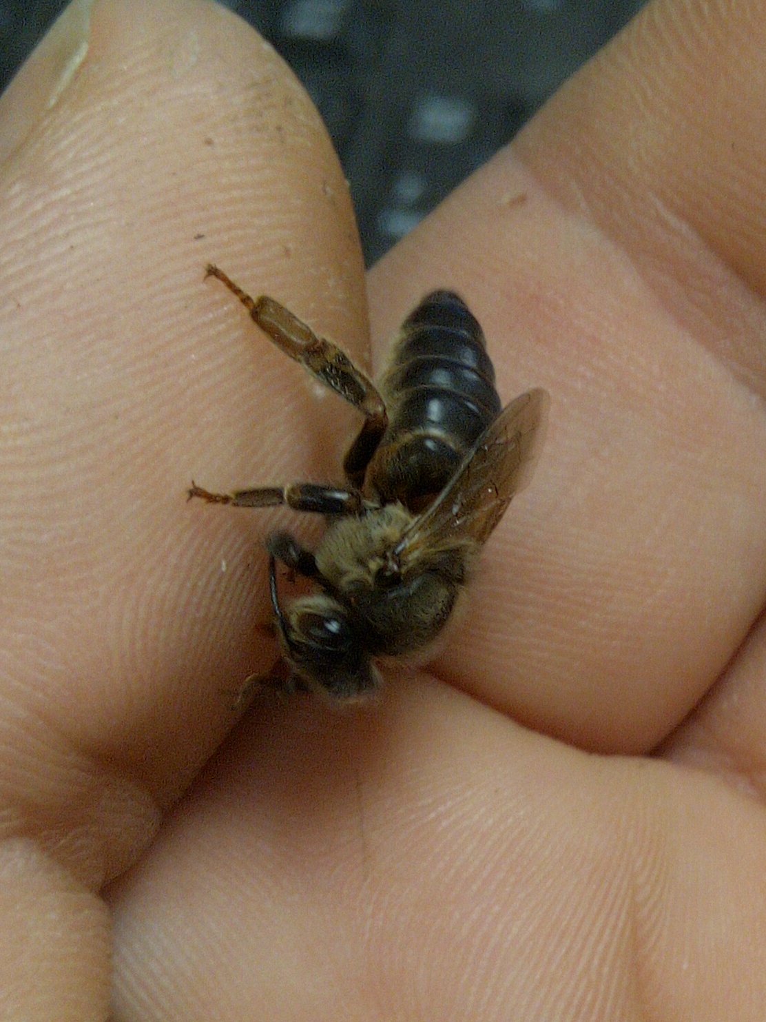 Queen Bee Insects Morphology Insect Morphology Hornet, Insect, Honey