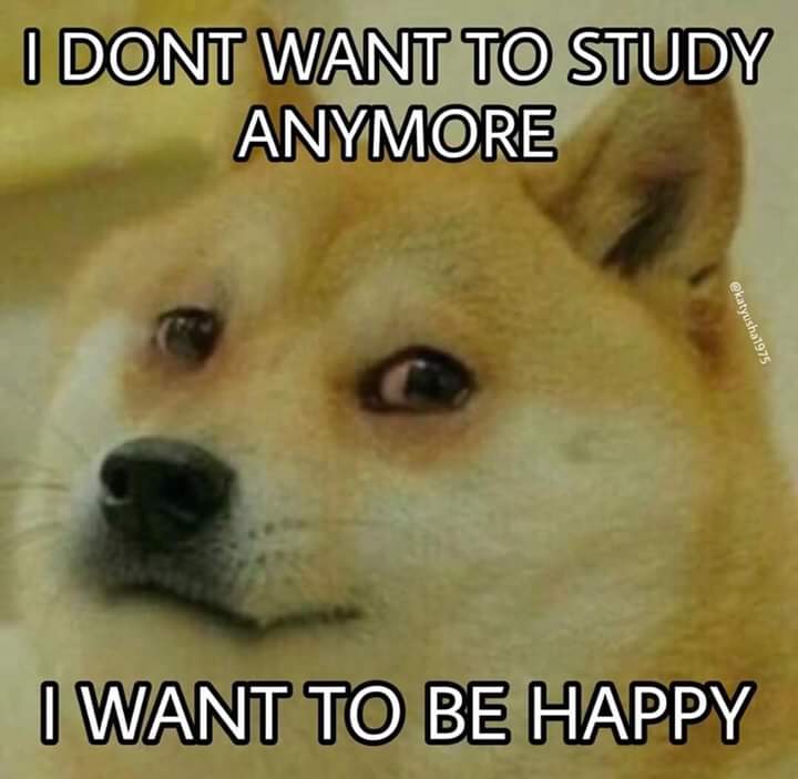 Doge Meme Studying