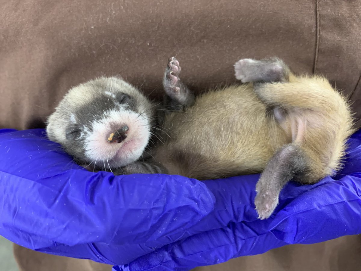 The face masks of black-footed ferrets are all unique to the individual ...