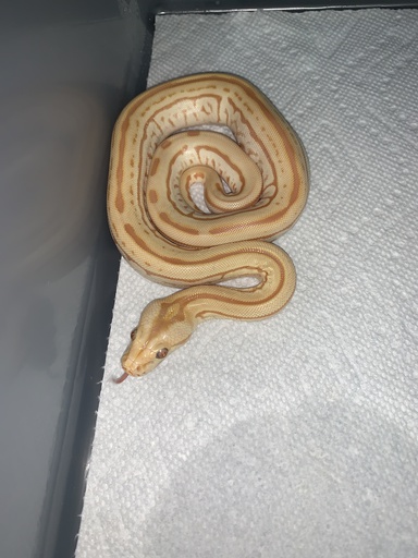 Green Labyrinth Burmese Python