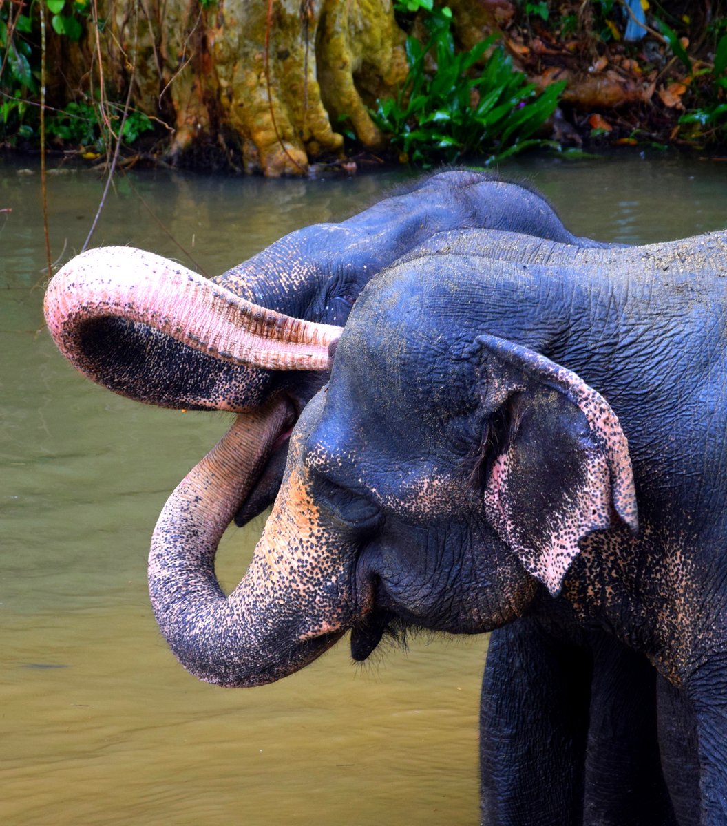 Real Blue Elephant