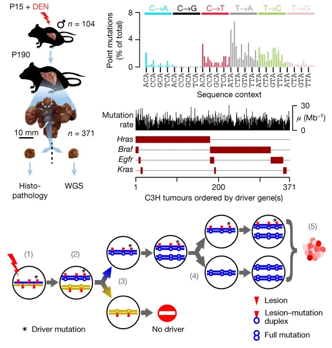 Pervasive lesion segregation shapes cancer genome evolution. Most ...