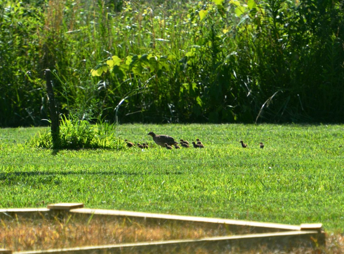 Colby Sharp (@sharpbiologist) | Twitter