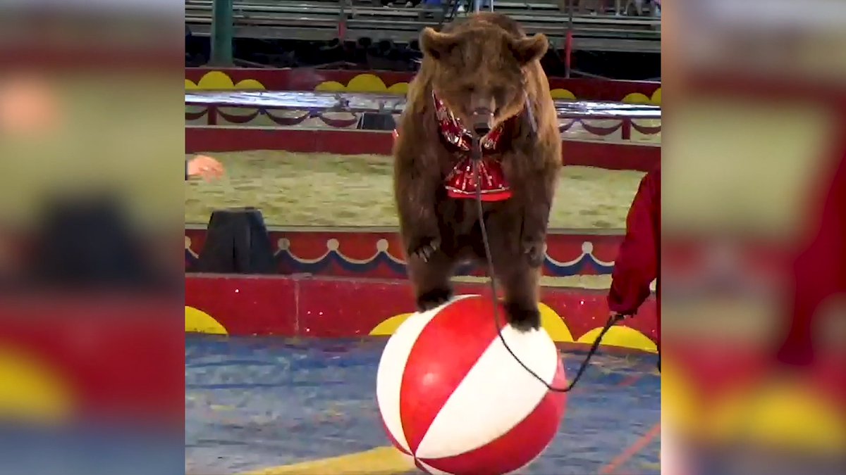 They're forced to perform dangerous and humiliating tricks FOR THE ...