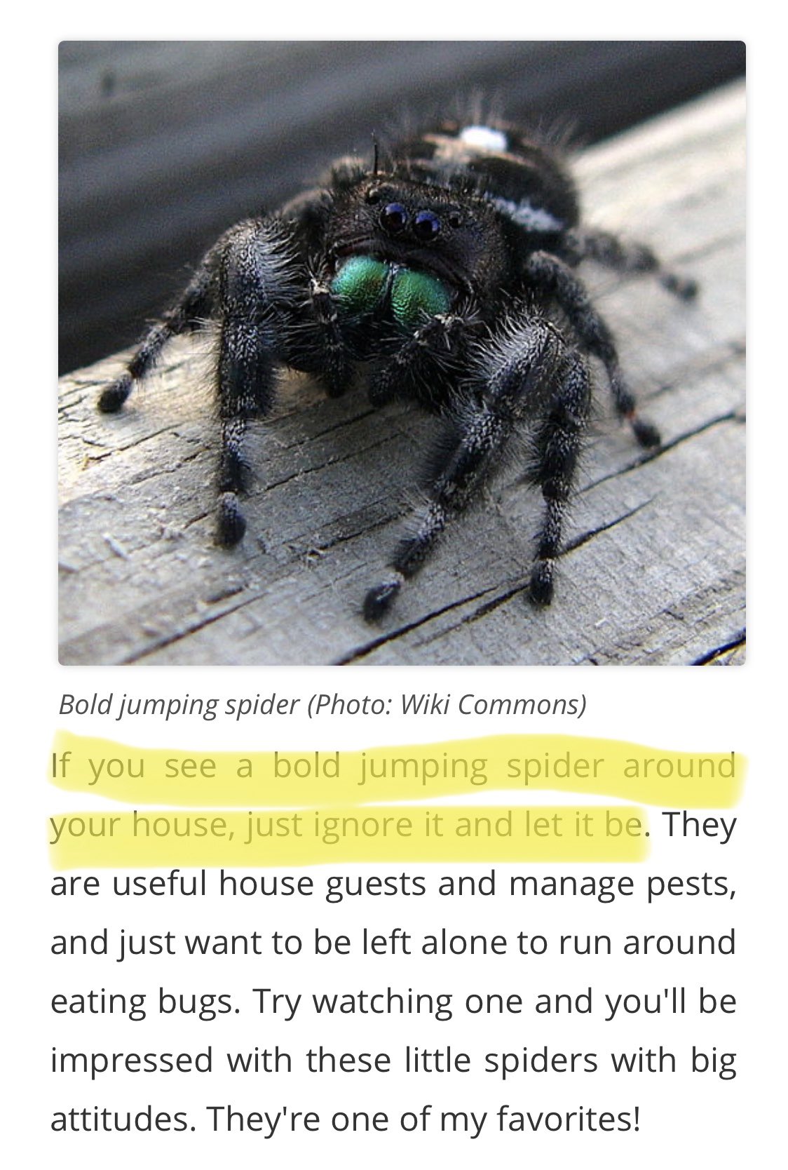 Little Girl Running Meme Spider