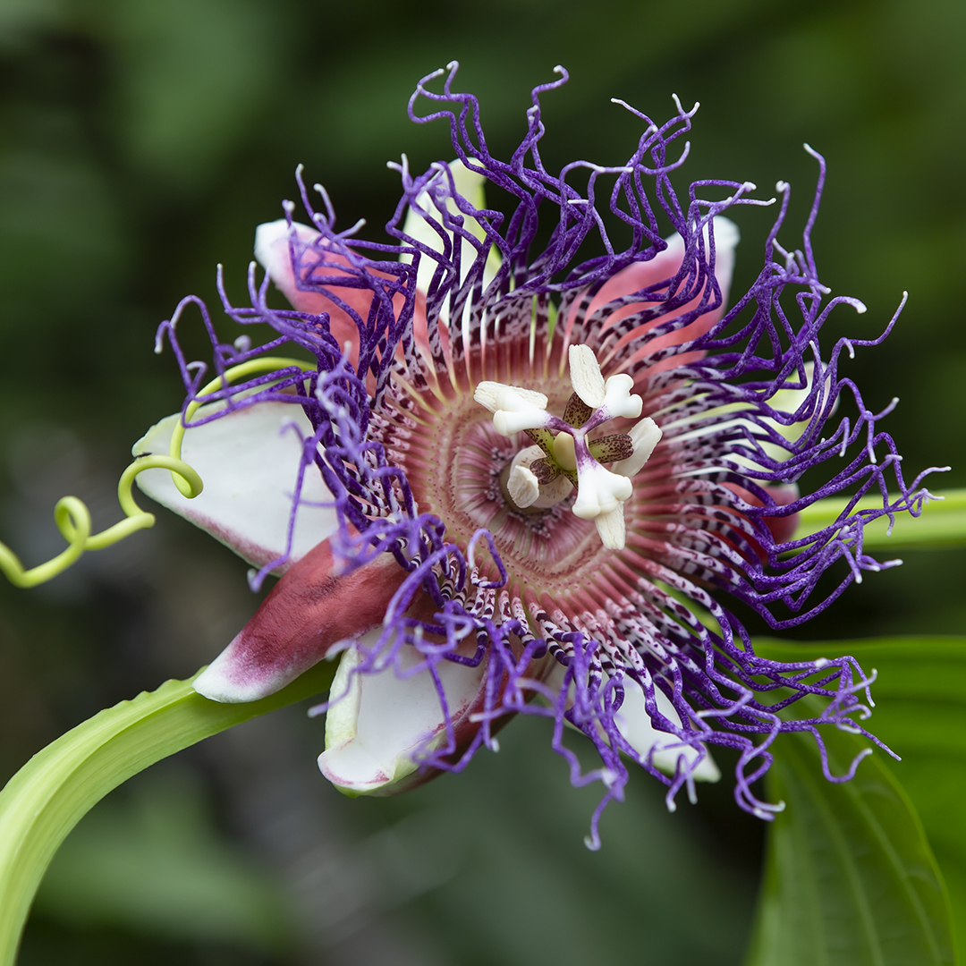 Wow! Have you ever seen such a dazzling flower? This is the giant ...