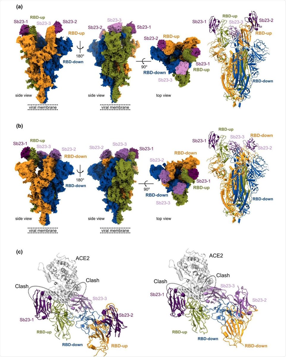 Effective neutralization of SARS-CoV-2 by synthetic nanobodies ...