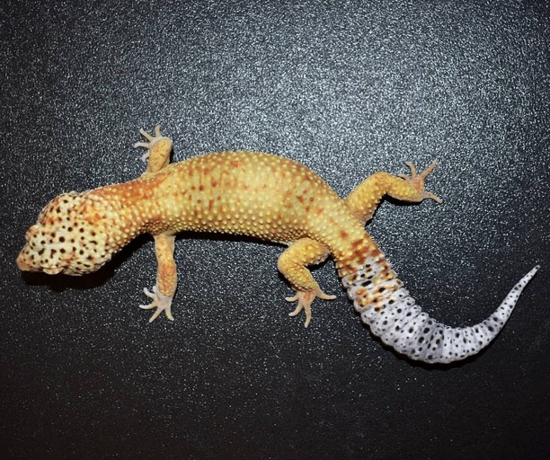 Tangerine Enigma Leopard Gecko