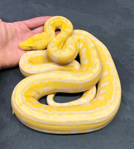 Albino Sunfire Reticulated Python