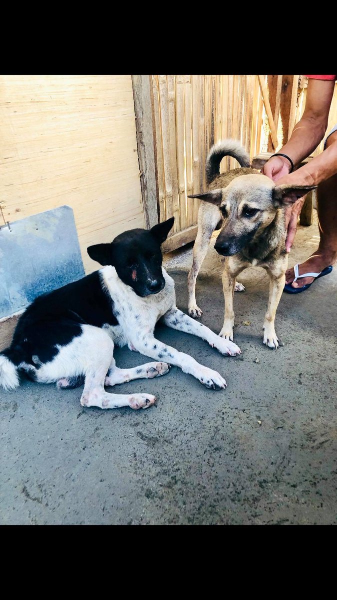 A couple in Hinundayan, Southern Leyte who are taking care of more than ...