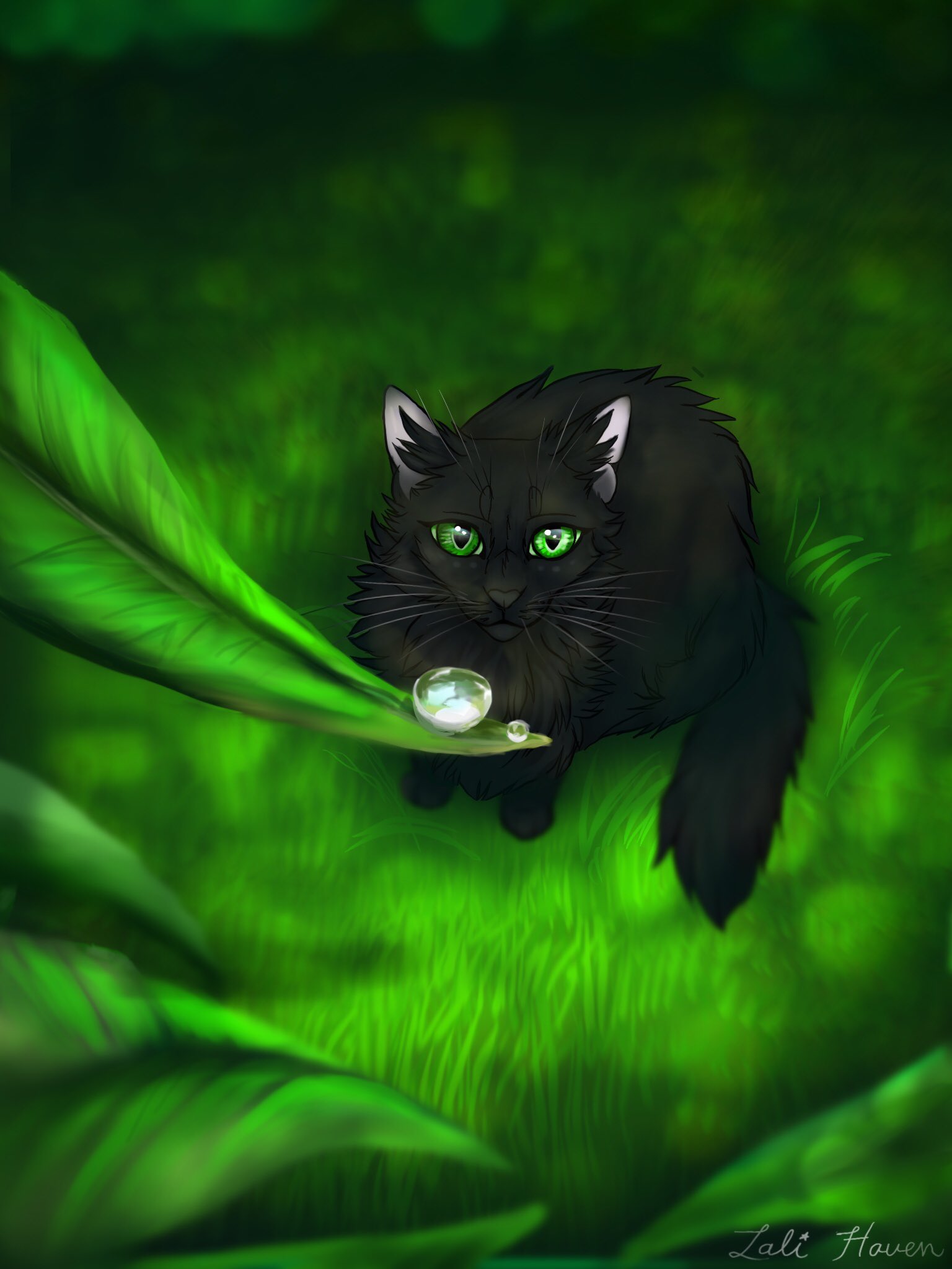 Warrior Cats Wallpaper Hollyleaf