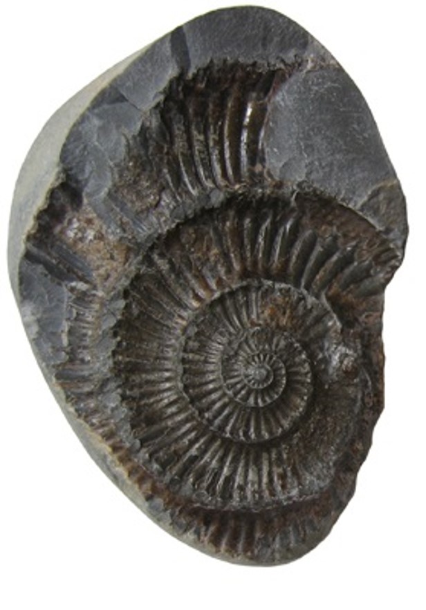 Examples Of Cast Fossils