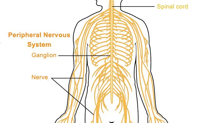 Peripheral Nervous System Diagram